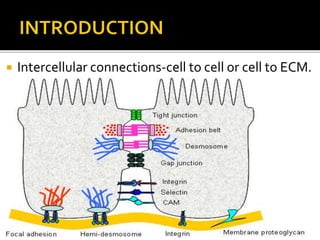 Intracellular junction ppt | PPTX
