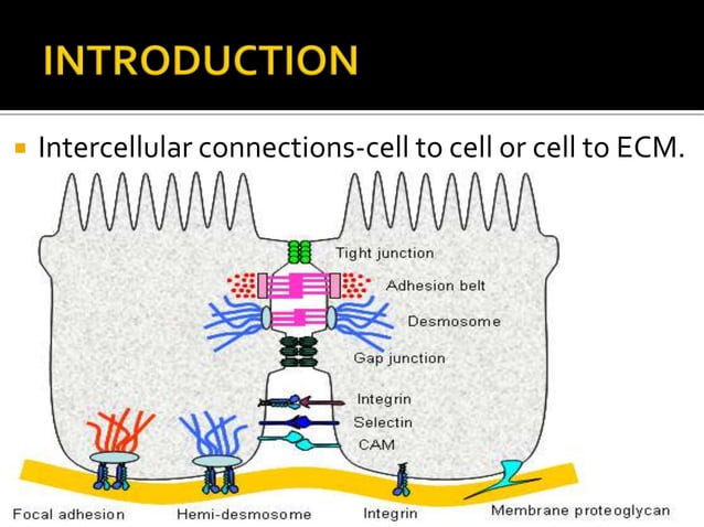 Intracellular junction ppt | PPTX | Genetics | Science