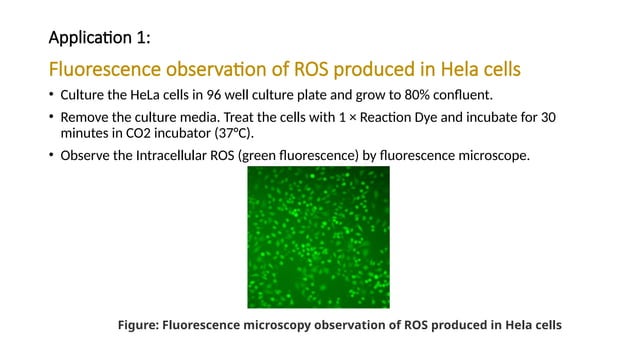 Intracellular Reactive Oxygen Species (ROS) Detection Assay Kit | TCI ...