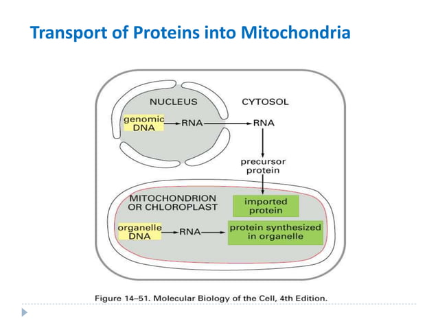 Intracellular trafficking and protein sorting | PPTX | Biological Sciences | Science