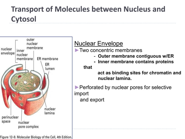 Intracellular trafficking and protein sorting | PPTX | Biological Sciences | Science