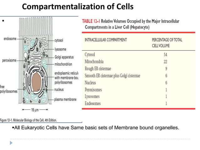 Intracellular trafficking and protein sorting | PPTX | Biological Sciences | Science