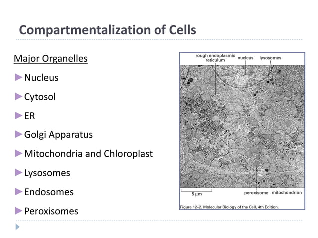 Intracellular trafficking and protein sorting | PPTX | Biological Sciences | Science