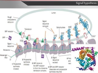 Intracellular Traffic and Sorting of Proteins | PPTX