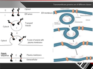 Intracellular Traffic and Sorting of Proteins | PPTX