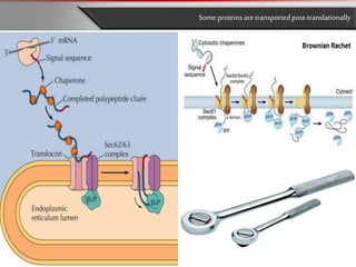 Intracellular Traffic and Sorting of Proteins | PPTX