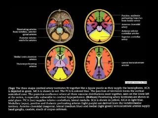 Internal Carotid Artery and Normal Variants | PPT