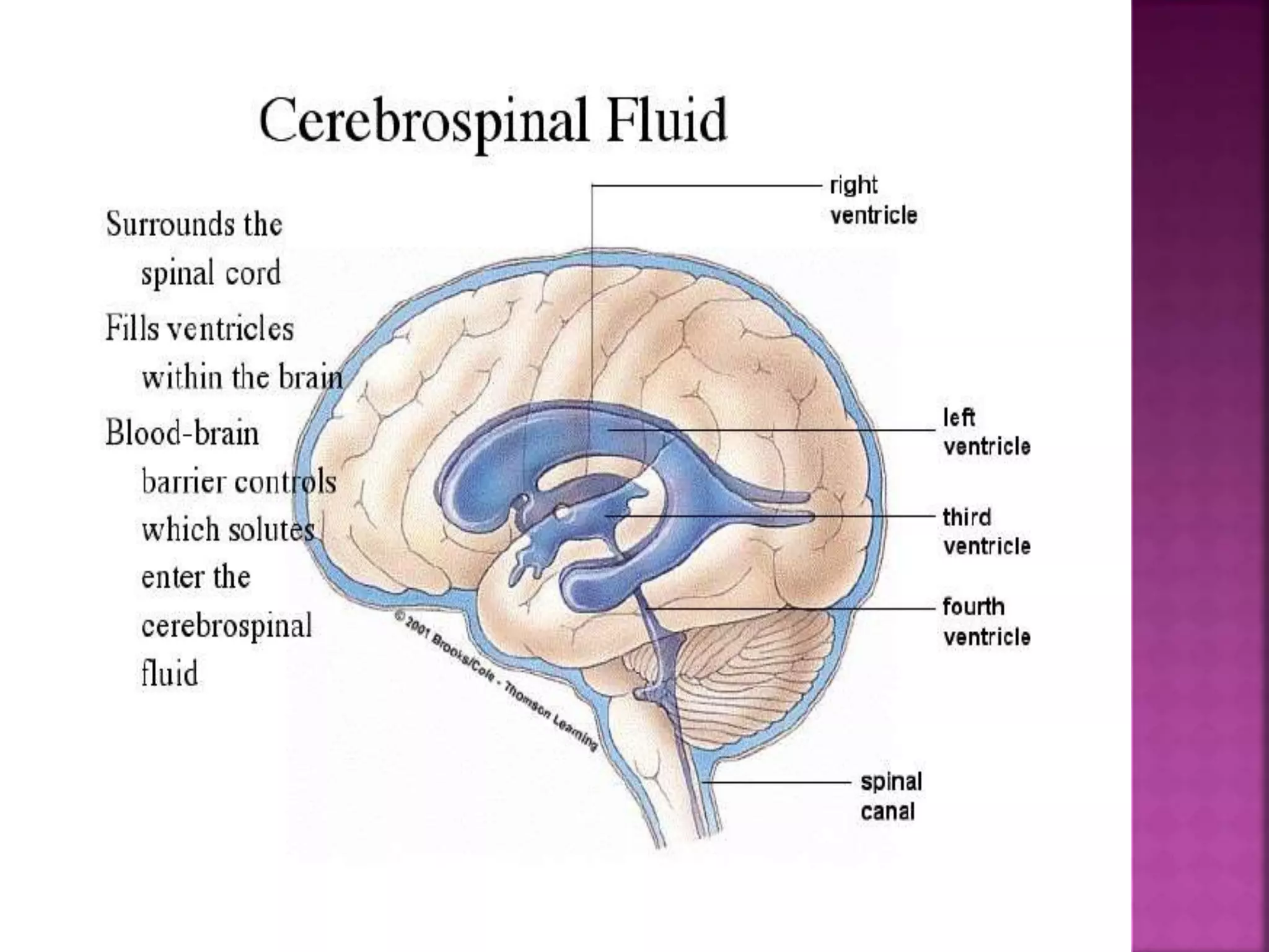 Intracranial pressure measurement | PPTX