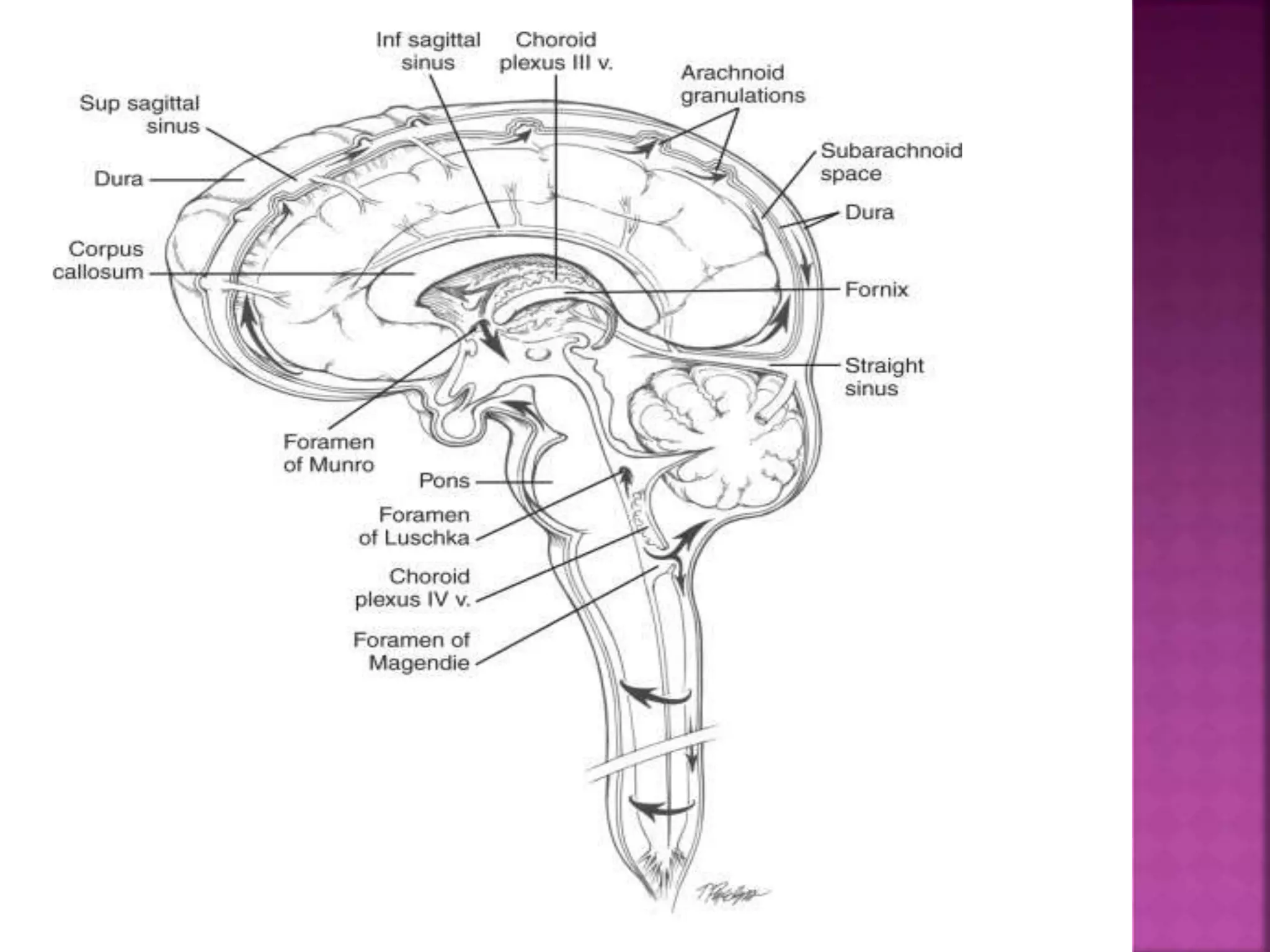 Intracranial pressure measurement | PPTX