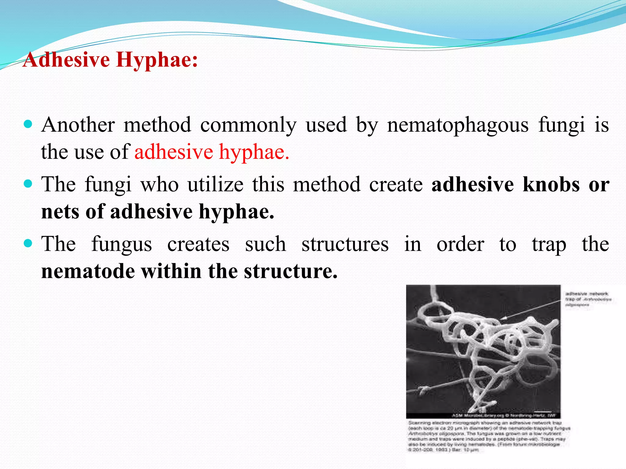 Interactions of fungi | PPTX