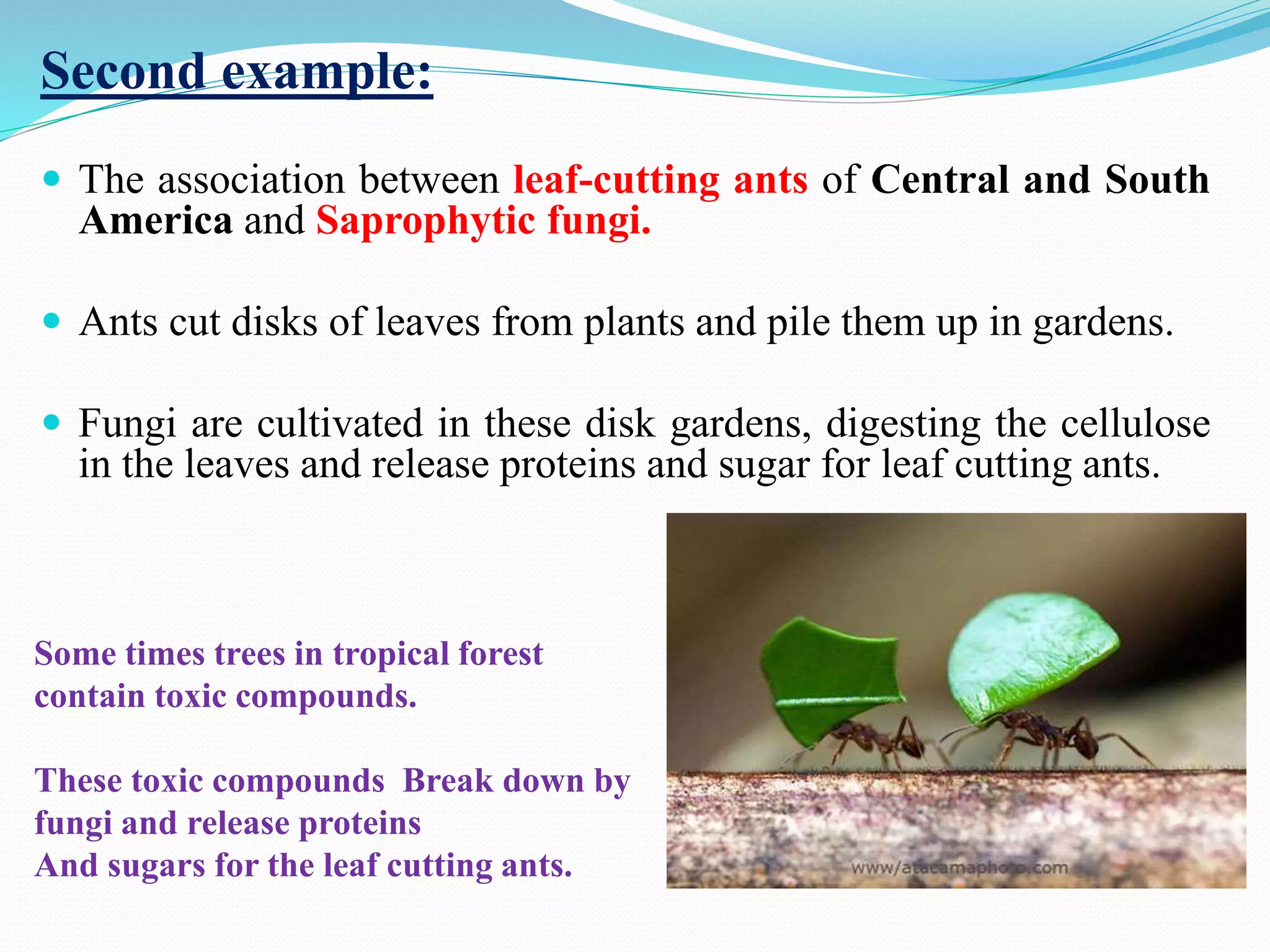 Interactions of fungi | PPTX