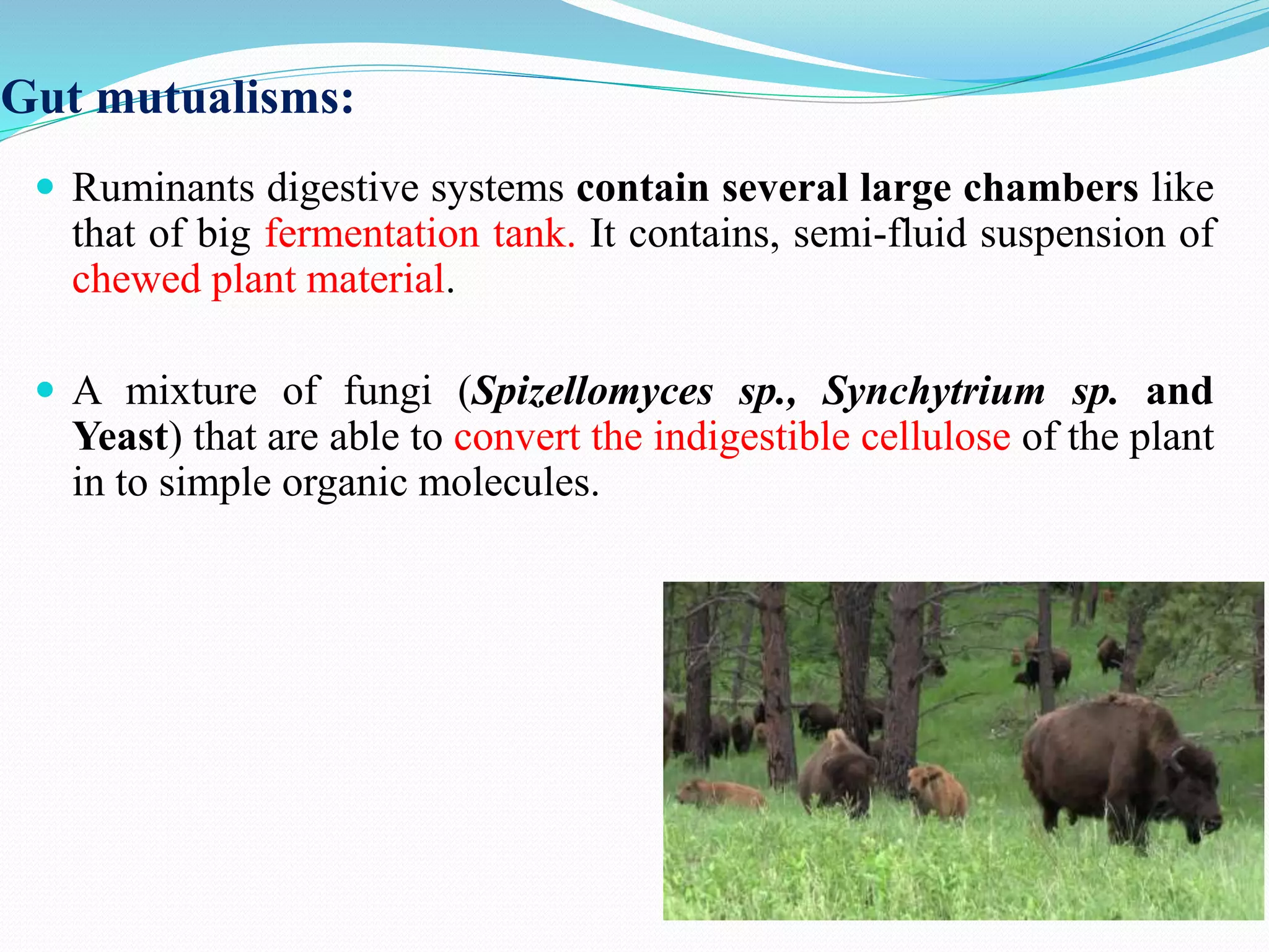 Interactions of fungi | PPTX