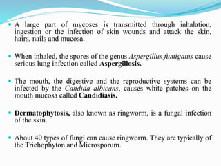Interactions of fungi | PPTX