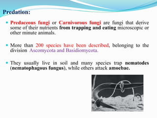 Interactions of fungi | PPTX