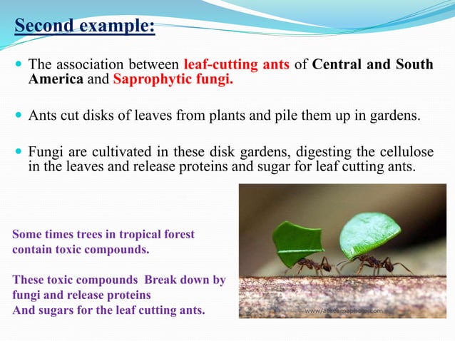 Interactions of fungi | PPTX