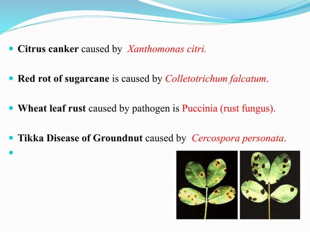 Interactions of fungi | PPTX