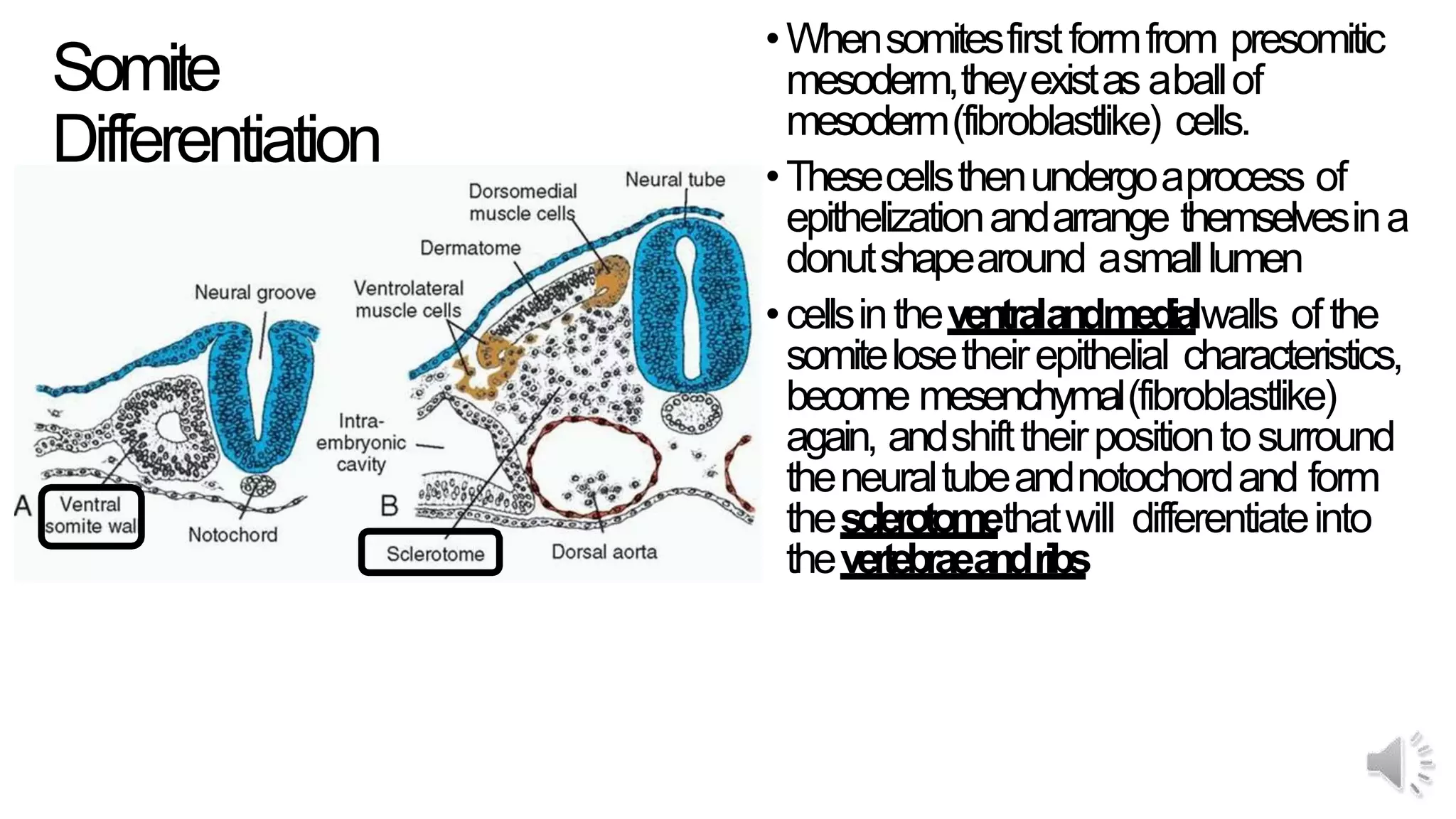 Intraembryonic mesoderm | PPTX