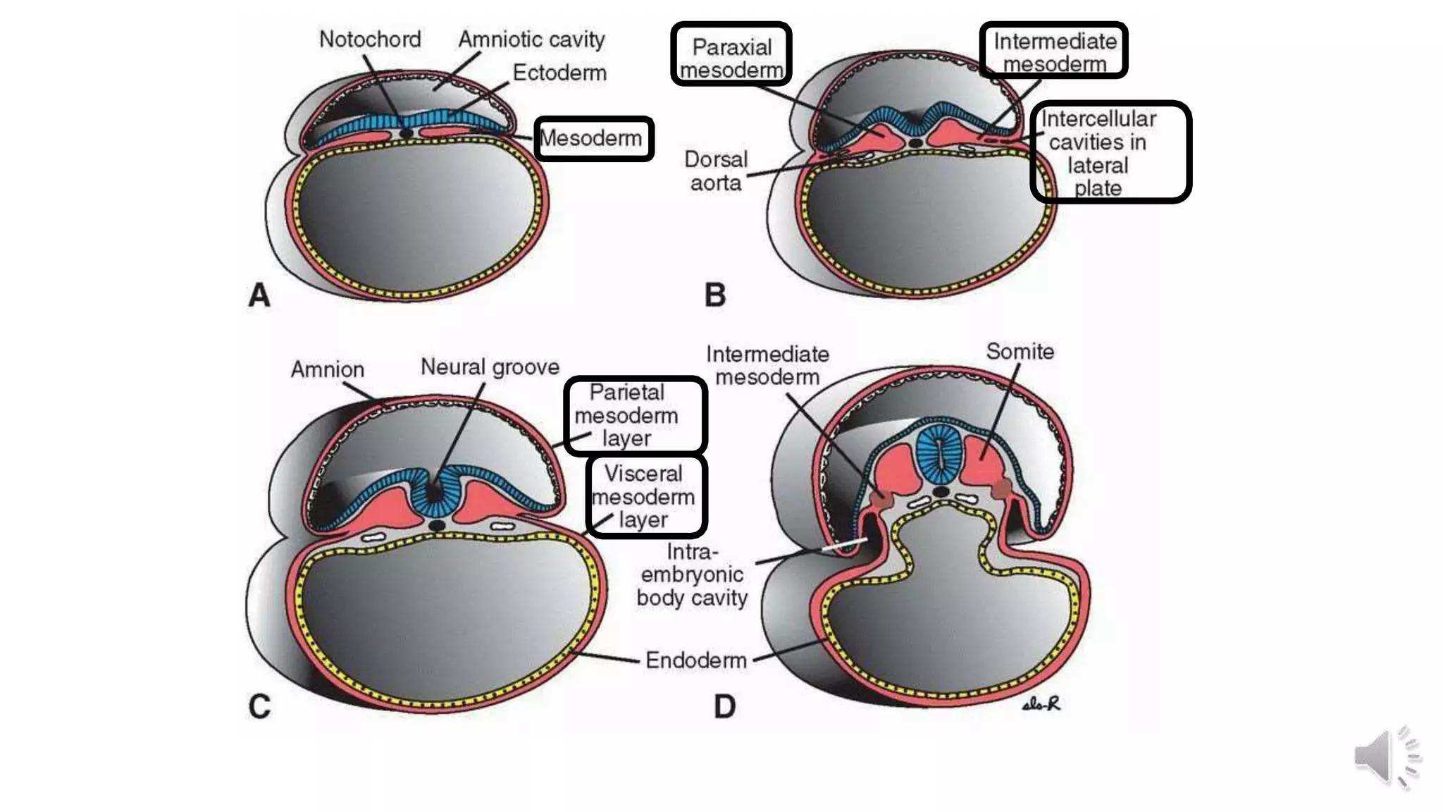 Intraembryonic mesoderm | PPTX