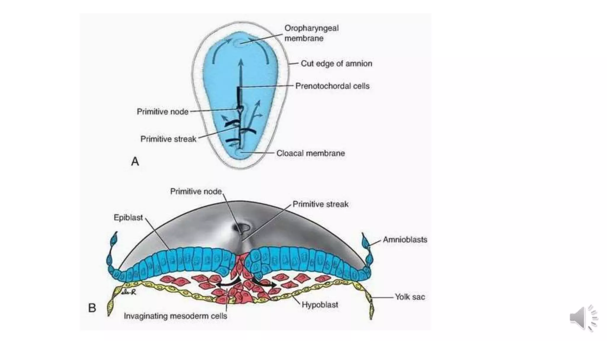 Intraembryonic mesoderm | PPTX