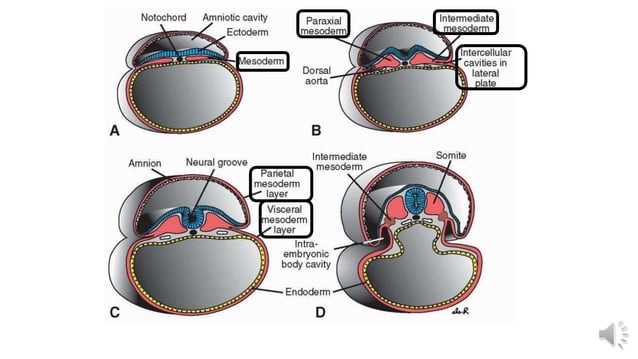 Intraembryonic mesoderm | PPTX