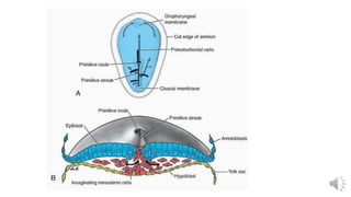 Intraembryonic mesoderm | PPTX