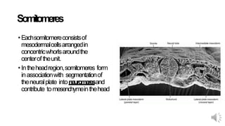 Intraembryonic mesoderm | PPTX