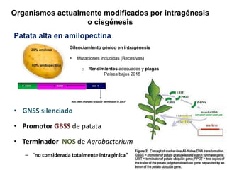 Intragénesis y cisgénesis | PPTX