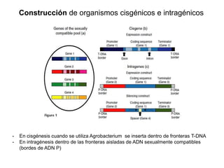 Intragénesis y cisgénesis | PPTX