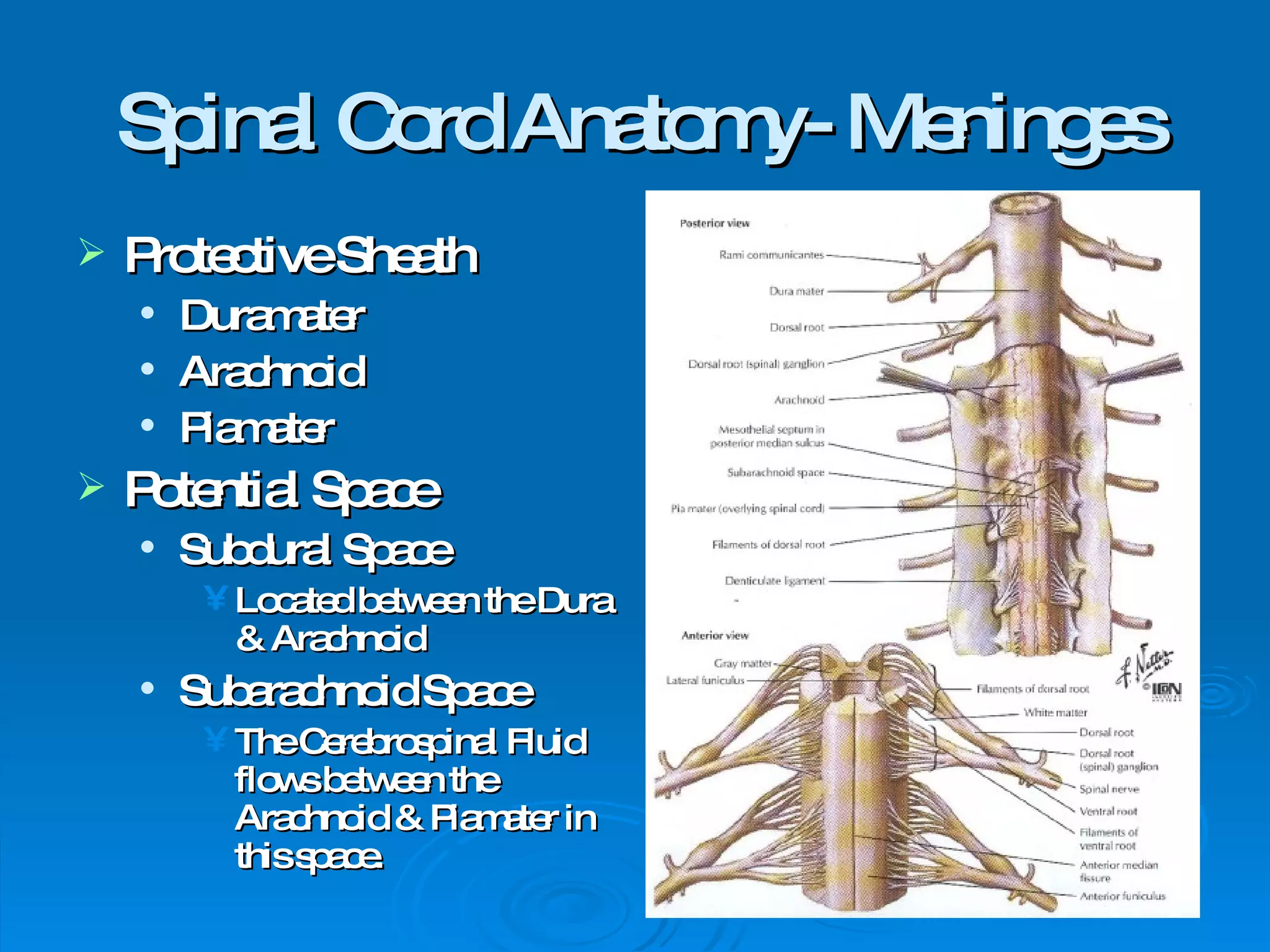 Intramedullary Spinal Cord Tumors | PPT