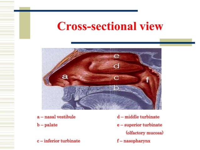 Intranasal drug delivery system | PPTX