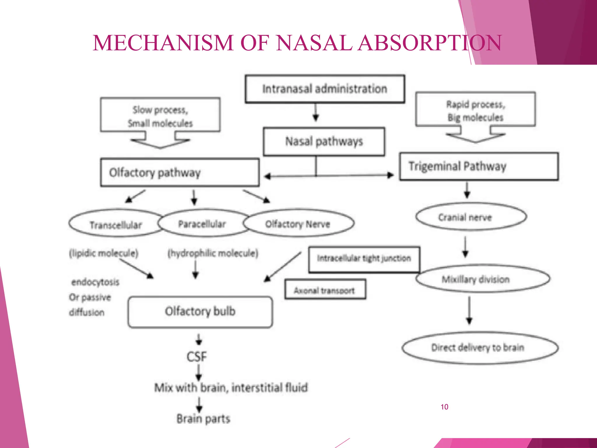 INTRA NASAL DRUG DELIVERY SYSTEM By RohitSharma.pptx