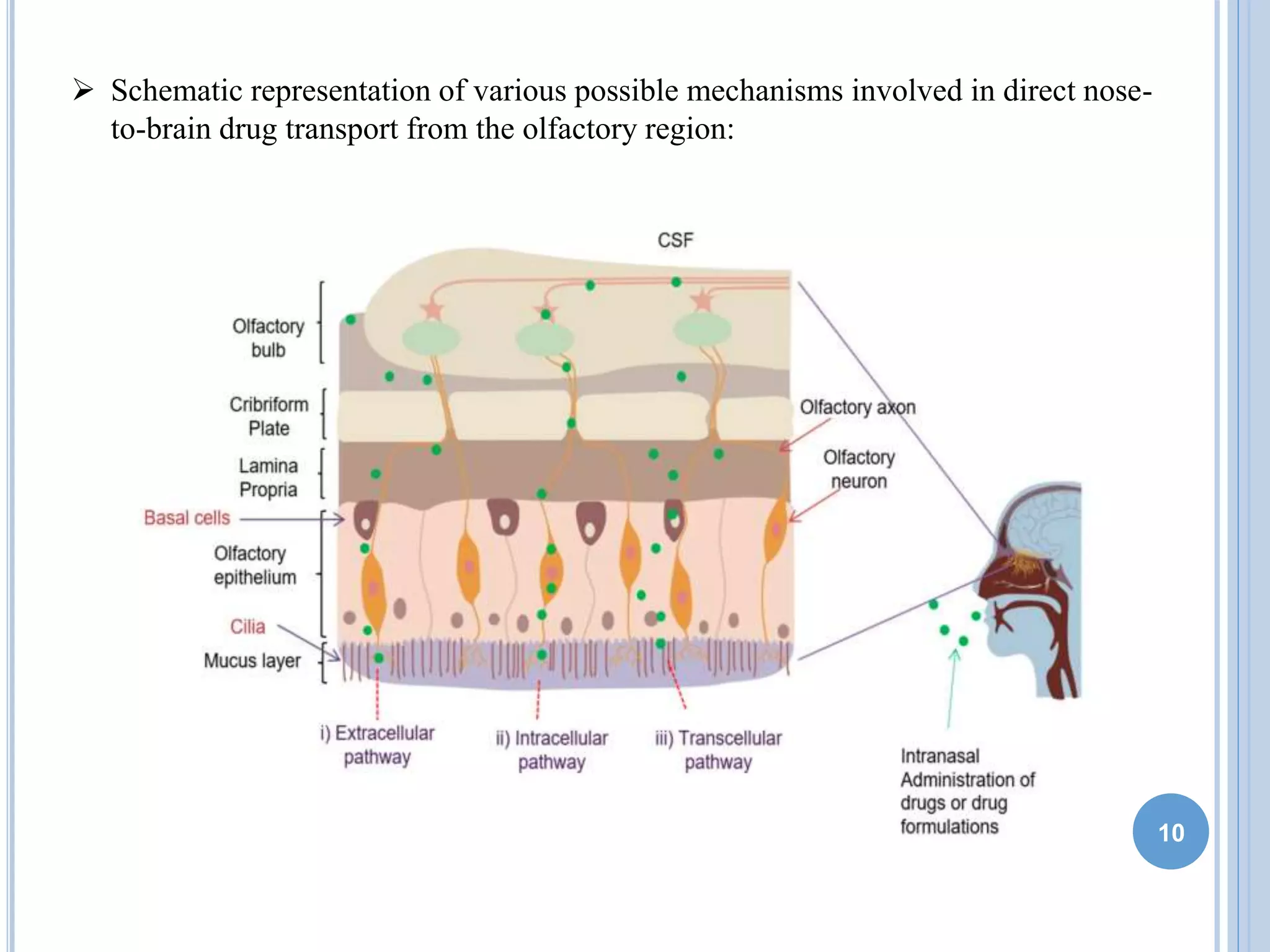 Intranasal drug delivery to brain | PPTX