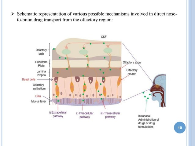 Intranasal drug delivery to brain | PPTX | Ear, Nose and Throat ...