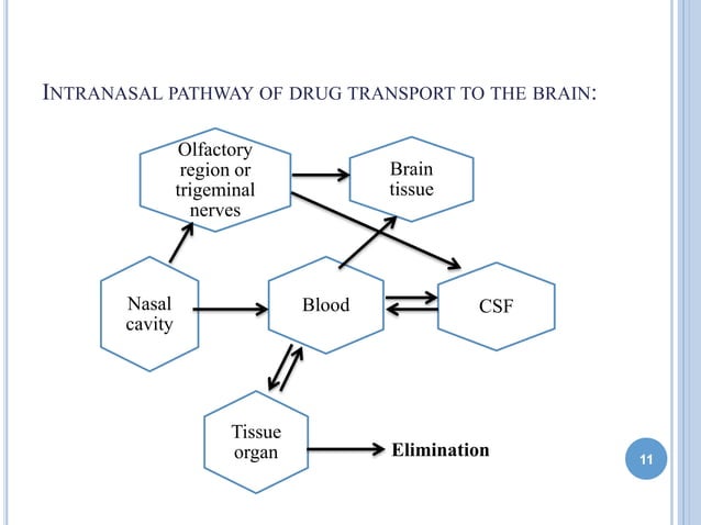 Intranasal drug delivery to brain | PPTX | Ear, Nose and Throat ...