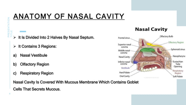 Intranasal route delivery system M PHARM .pptx | Ear, Nose and Throat ...