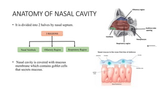 INTRA-NASAL ROUTE OF DELIVERY SYSTEM.pptx