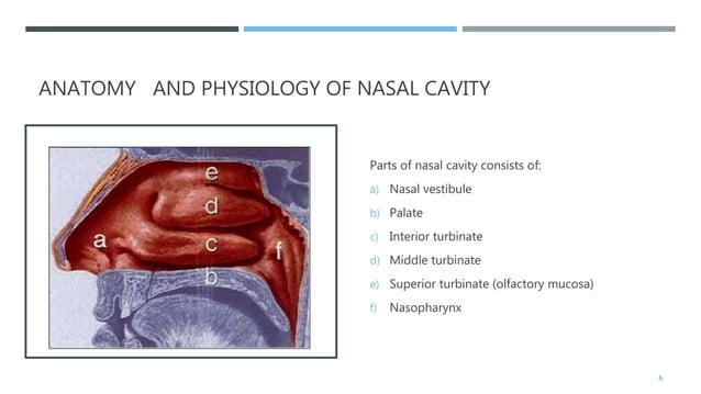Intra nasal route delivery systems molecular pharmaceutics 2 | PPTX ...