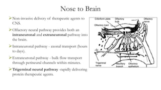 Intranasal route of drug administration | PPTX
