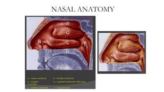 Intranasal route of drug administration | PPTX