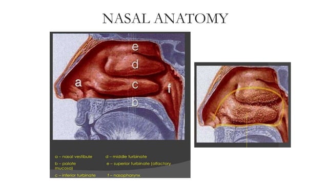 Intranasal route of drug administration | PPTX