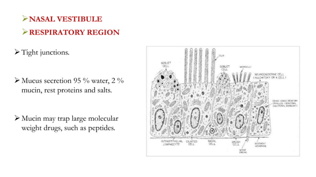 Intranasal route of drug administration | PPTX