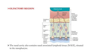 Intranasal route of drug administration | PPTX