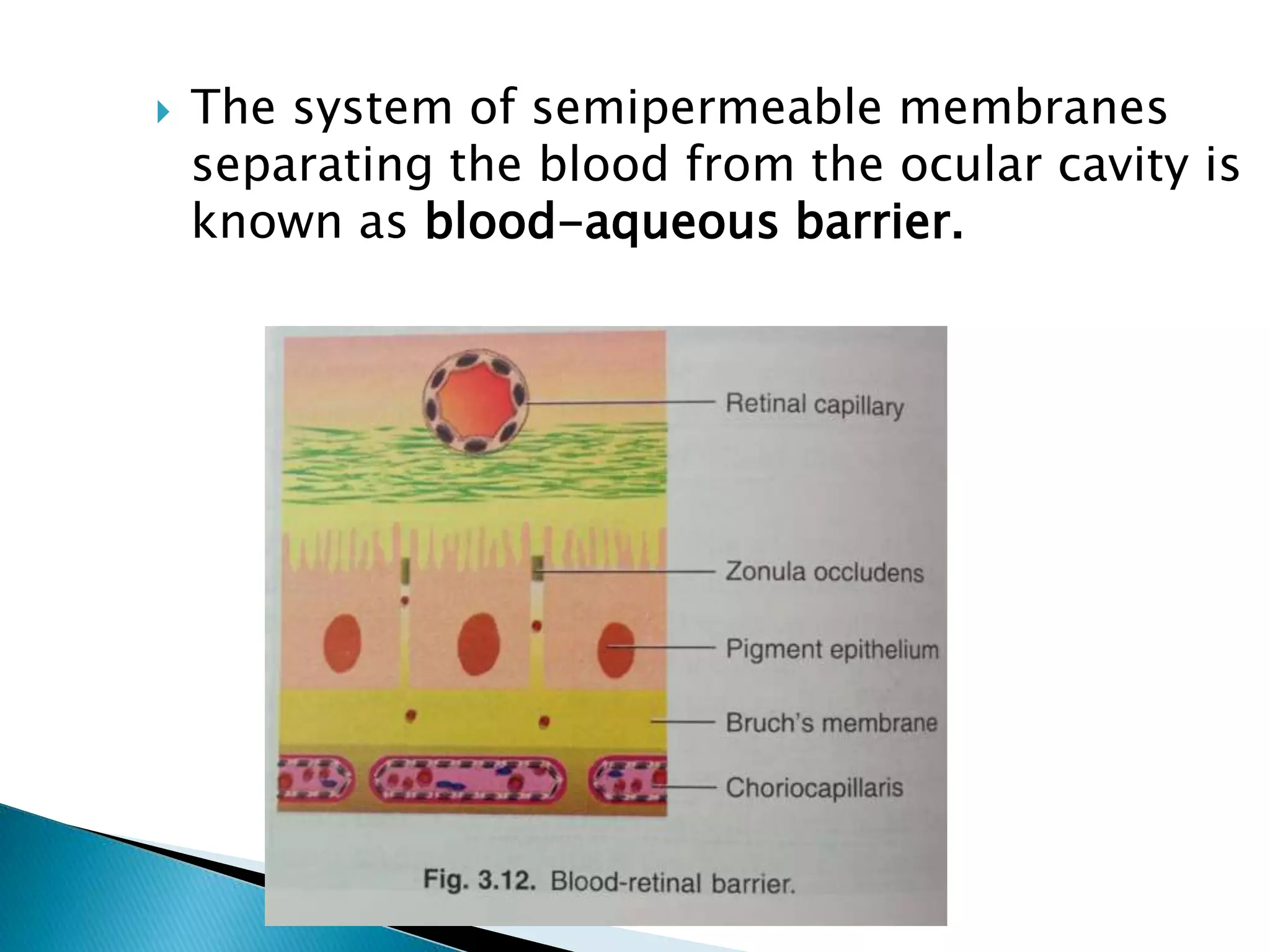 Intraocular pressure and aqueous dynamics | PPTX