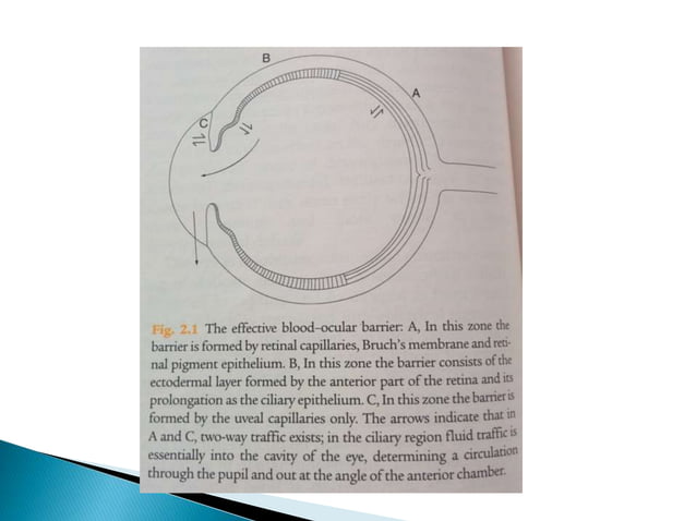 Intraocular pressure and aqueous dynamics | PPTX | Eye and Vision ...