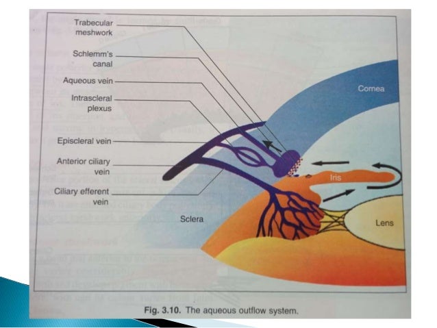 Intraocular pressure and aqueous dynamics