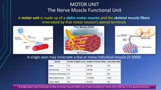 Intraoperative Electromyography (EMG) | PPTX