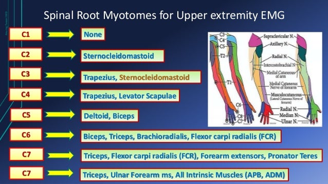 Intraoperative Electromyography (EMG)