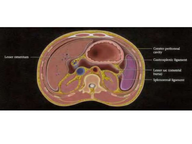 Intraperitoneal anatomy | PDF