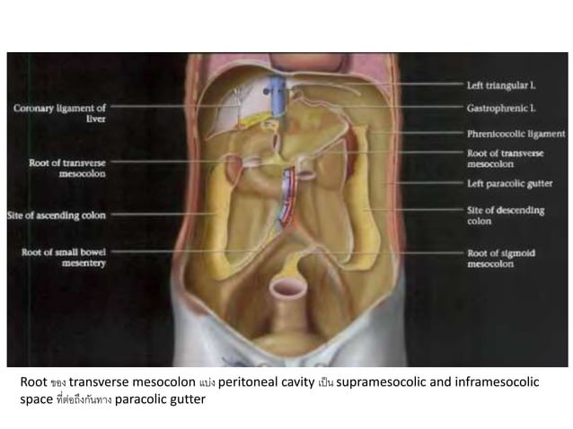 Intraperitoneal anatomy | PDF