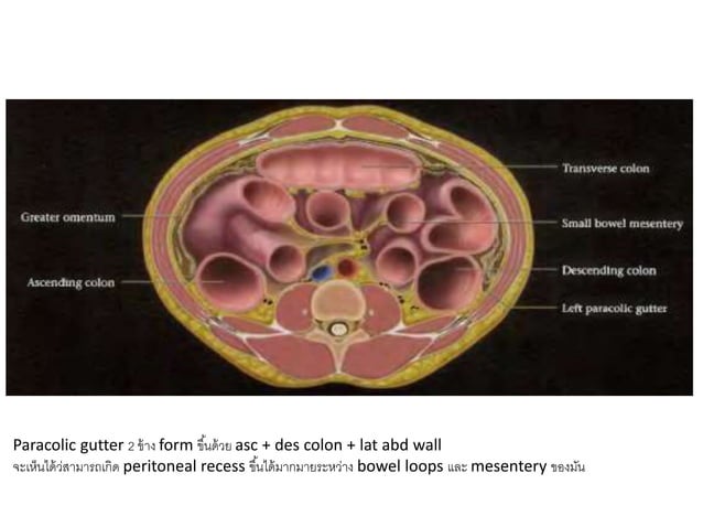 Intraperitoneal anatomy | PDF